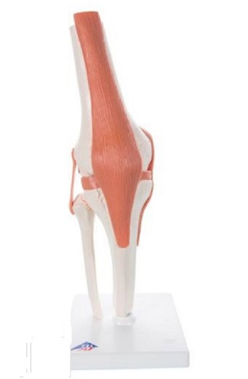 Speciale Technieken > Anatomie > Skelet v.d. Knie - Medi Zorg Services